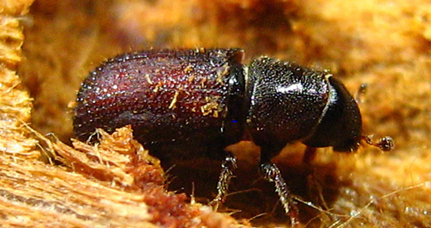 Pine Bark Beetles Ranch And Home Tree Service