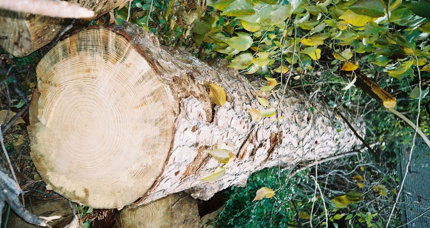 Tree Trimming Ranch And Home Tree Service