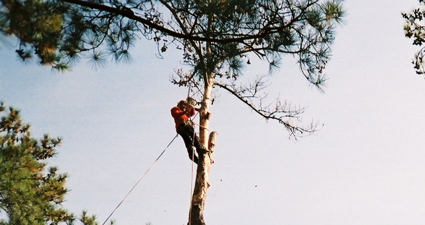 Tree Trimming Ranch And Home Tree Service